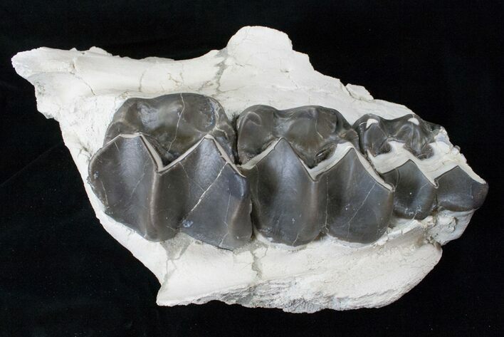Large Titanothere (Brontops) Jaw Section With Three Molars (#15787) For ...