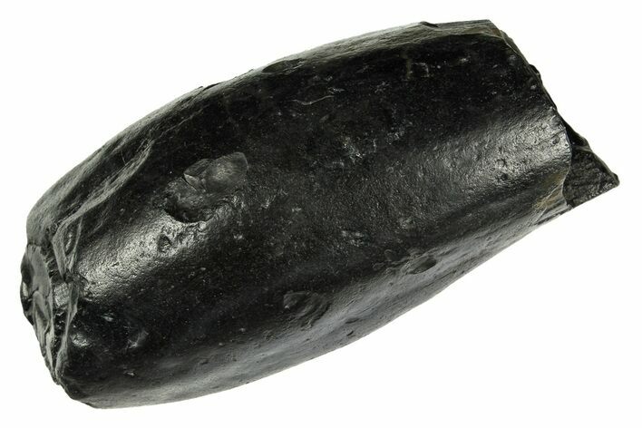 Bargain, 4" Fossil Sperm Whale (Scaldicetus) Tooth - South Carolina ...