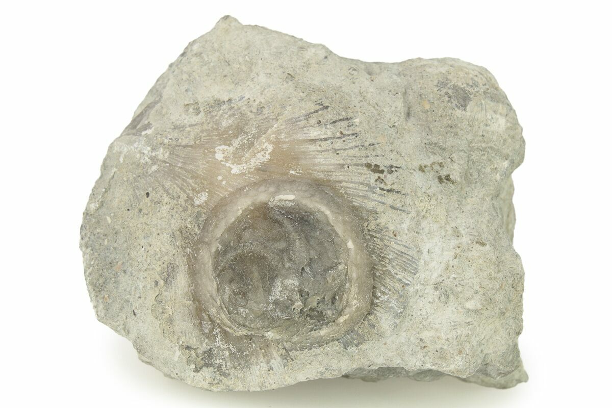 .6" Fossil Edrioasteroid (Isorophus) on Brachiopod - Ohio (#277612) For ...