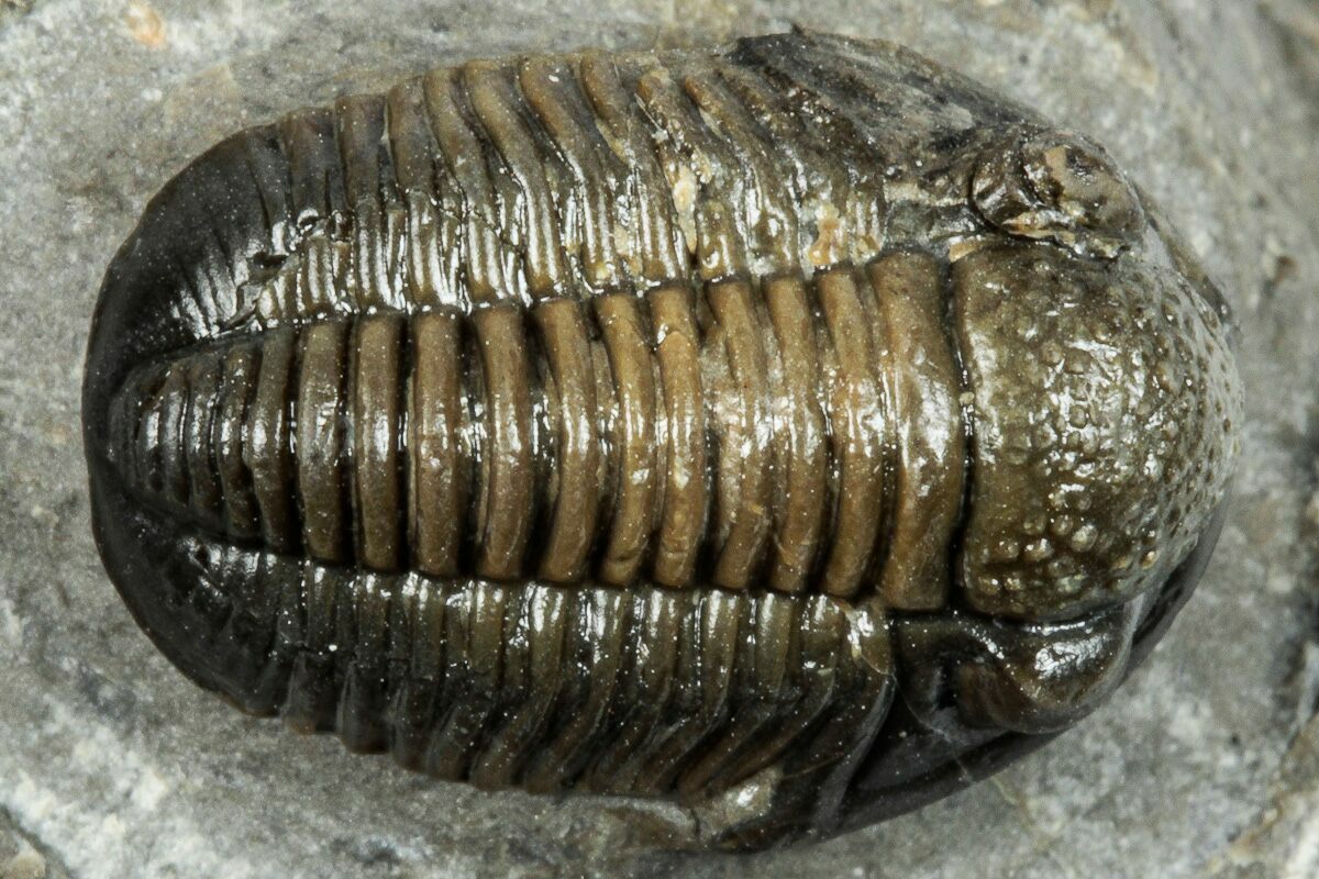 .65" Detailed Gerastos Trilobite Fossil - Morocco (#277643) For Sale ...