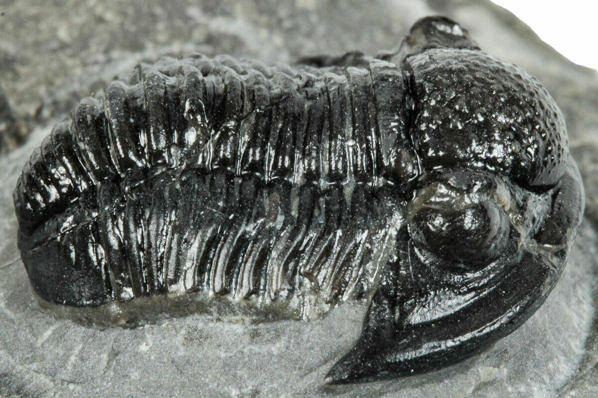 .8" Curled Gerastos Trilobite Fossil - Morocco (#277644) For Sale ...