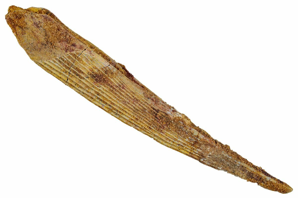 4.5" Fossil Shark (Hybodus) Dorsal Spine - Kem Kem Beds, Morocco ...