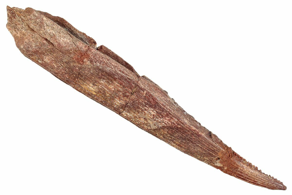 6.2" Fossil Shark (Hybodus) Dorsal Spine - Kem Kem Beds, Morocco ...