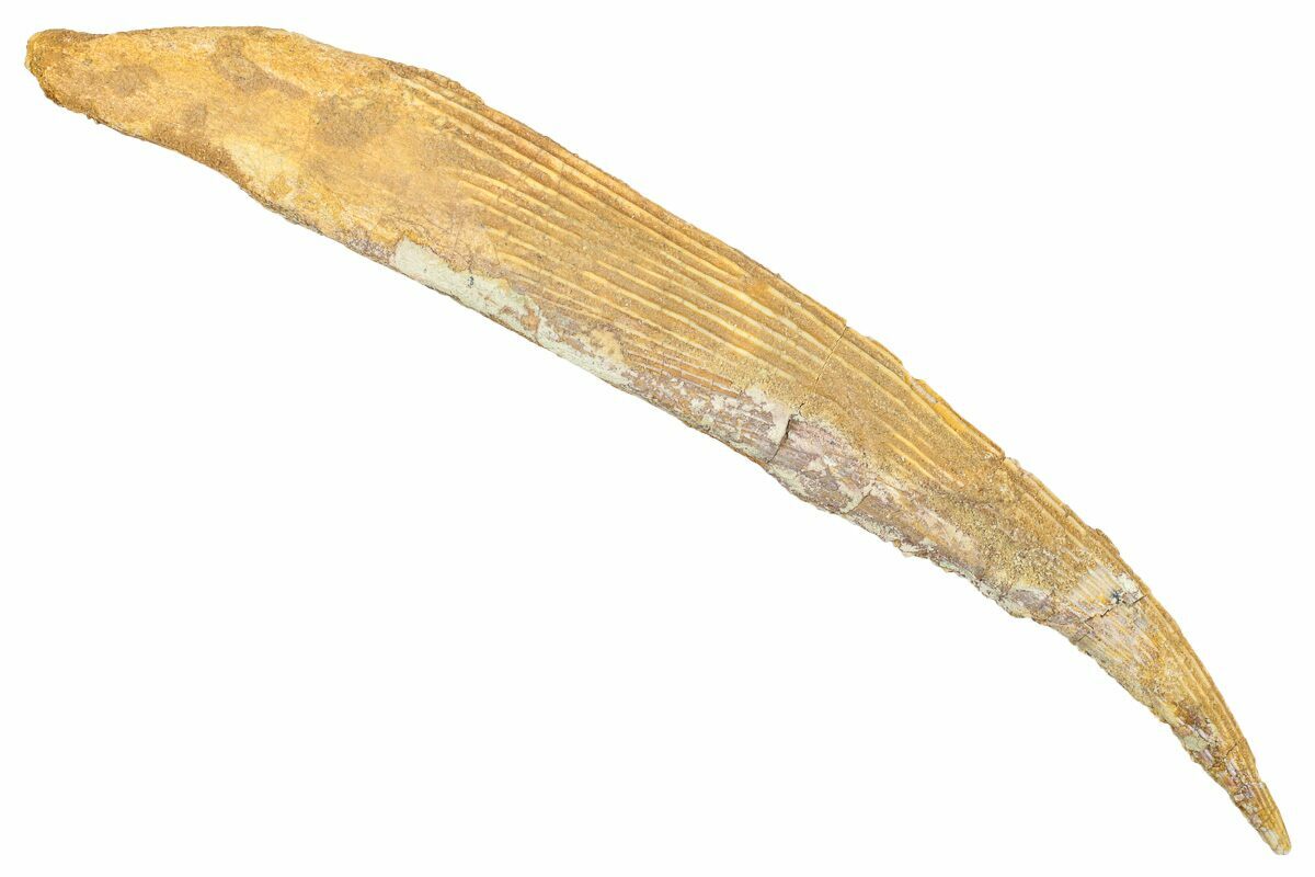 7.1" Fossil Shark (Hybodus) Dorsal Spine - Kem Kem Beds, Morocco ...