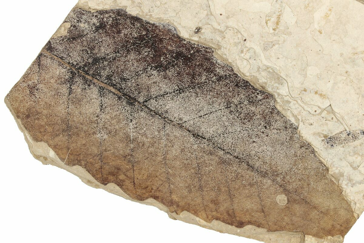 3.35" Fossil Plant (Fagus) Leaf - McAbee, BC (#277724) For Sale ...