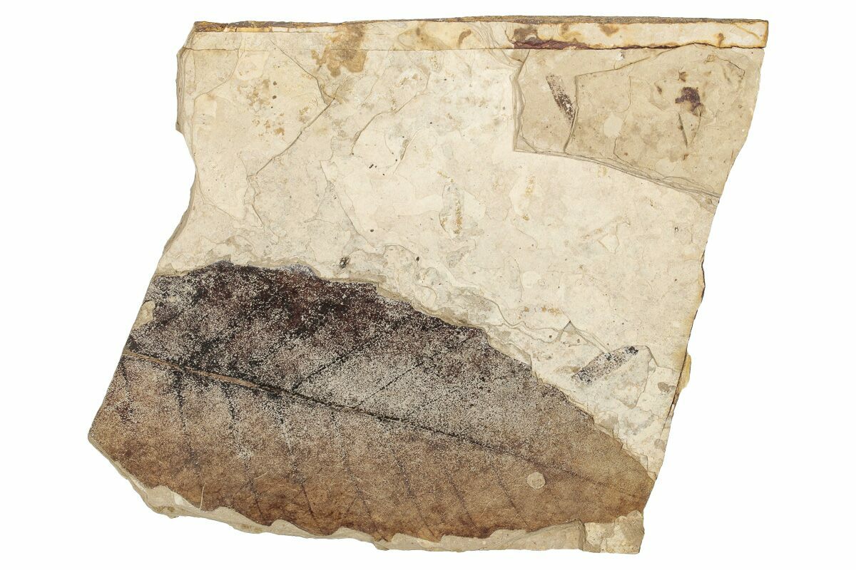 3.35" Fossil Plant (Fagus) Leaf - McAbee, BC (#277724) For Sale ...
