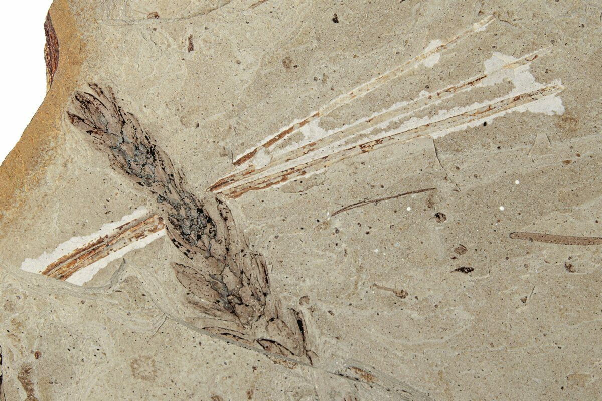 6.65" Fossil Plant Plate - McAbee, BC (#277734) For Sale - FossilEra.com