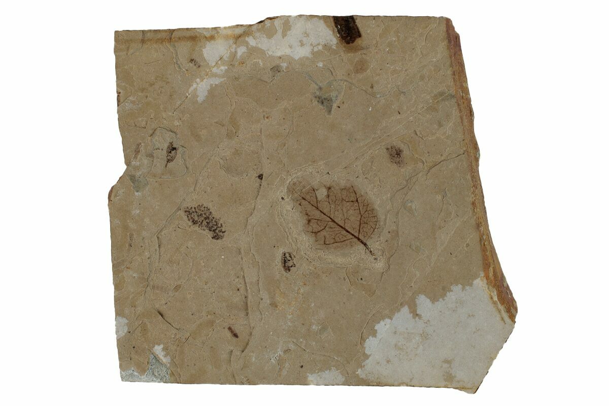 .85" Fossil Plant Leaf - McAbee, BC (#277741) For Sale - FossilEra.com