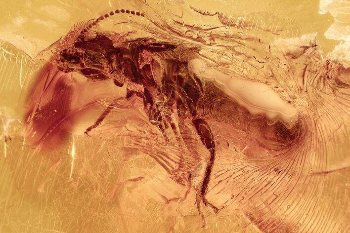 Fossil Spider (Araneae) & Termite (Isoptera) In Baltic Amber (#278630 ...