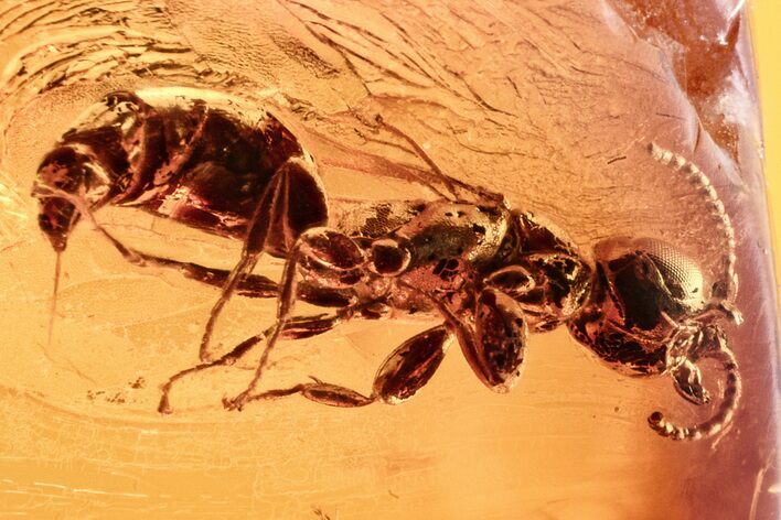 Detailed Fossil Wasp (Bethylidae) w/ Visible Stinger In Baltic Amber ...