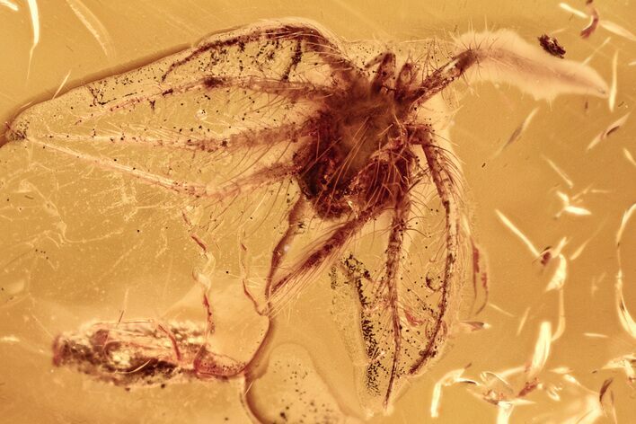 Fossil Hairy Mite (Anystoidea) Fossil in Baltic Amber (#278795) For ...