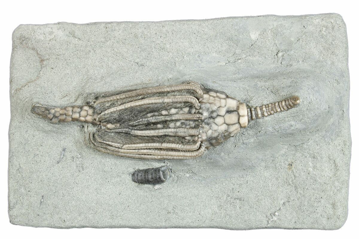 2.2" Fossil Crinoid (Macrocrinus) - Crawfordsville, Indiana (#279658 ...