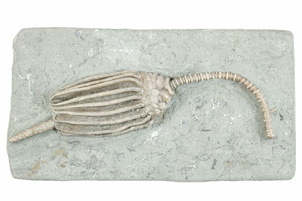3.7" Fossil Crinoid (Macrocrinus) - Crawfordsville, Indiana (#279661 ...