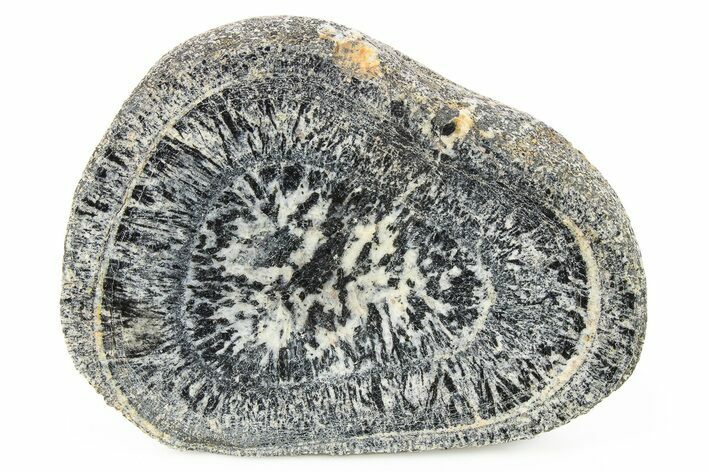 5.15" Polished Orbicular Granite Section - Western Australia (#279932 ...