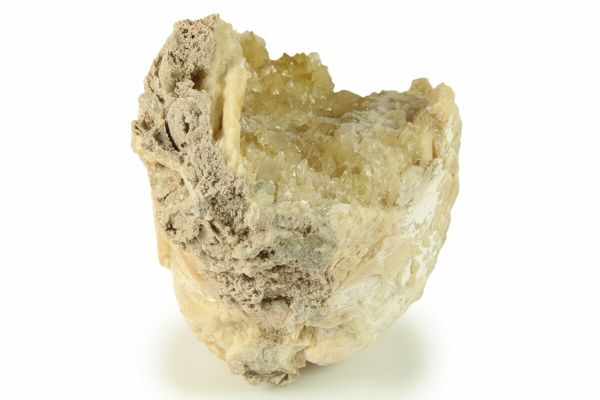 4.1" Fossil Clam (Mercenaria) With Fluorescent Calcite - Rucks Pit, FL ...