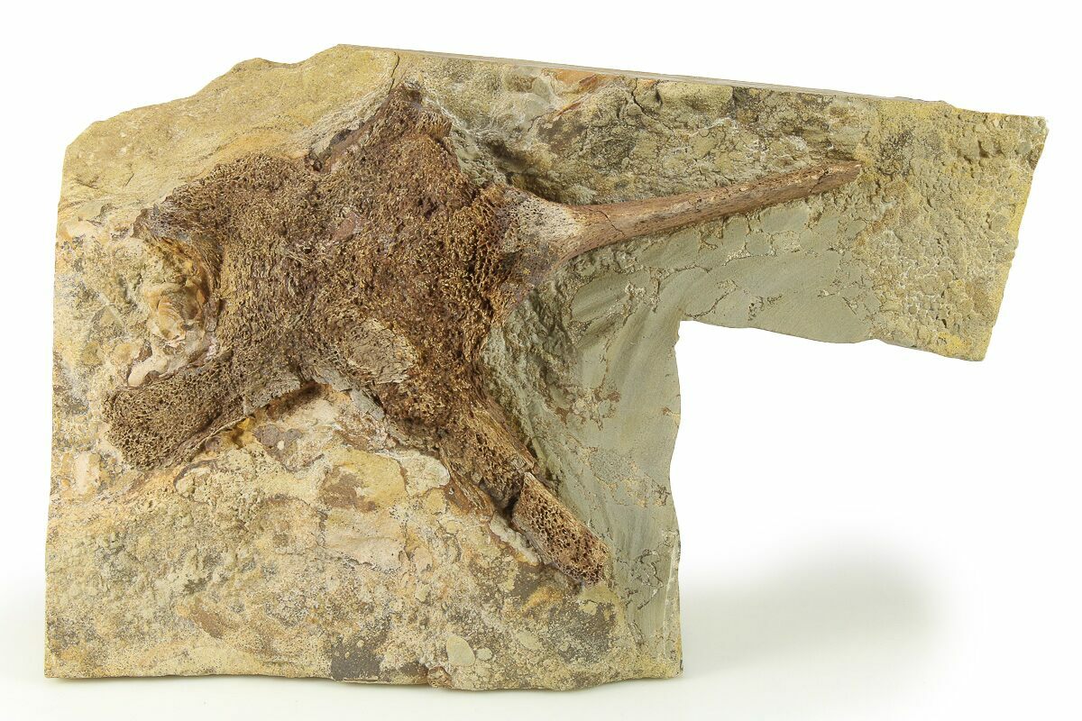 7.7" Dinosaur Vertebra Section in Sandstone - Wyoming (#280401) For ...