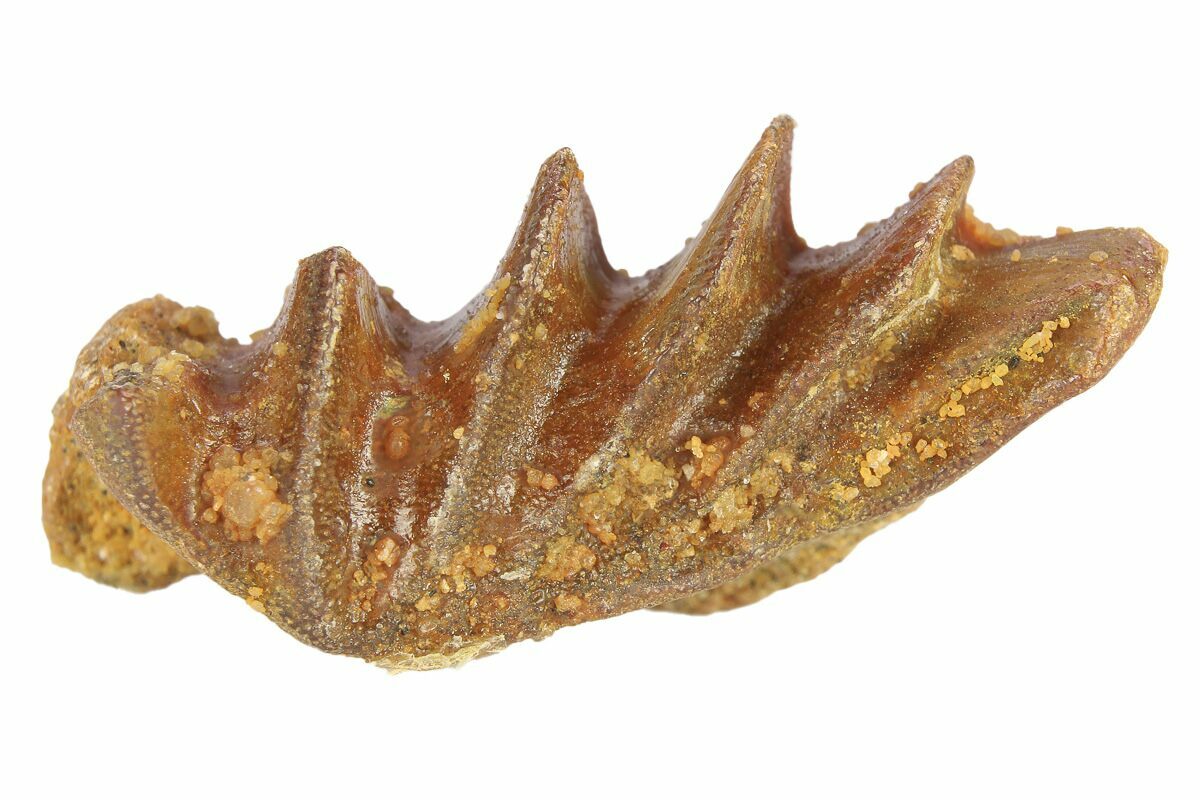 1" Cretaceous Lungfish (Ceratodus) Tooth Plate - Morocco (#280587) For ...