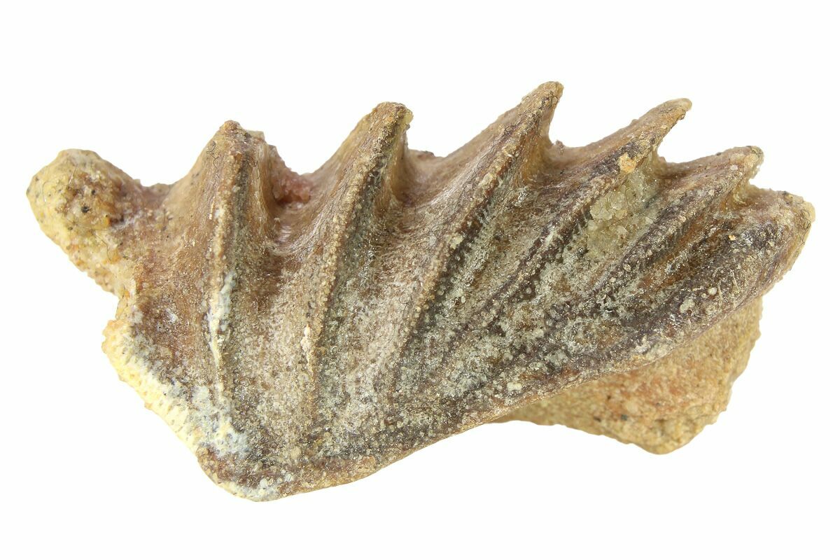 1" Cretaceous Lungfish (Ceratodus) Tooth Plate - Morocco (#280600) For ...