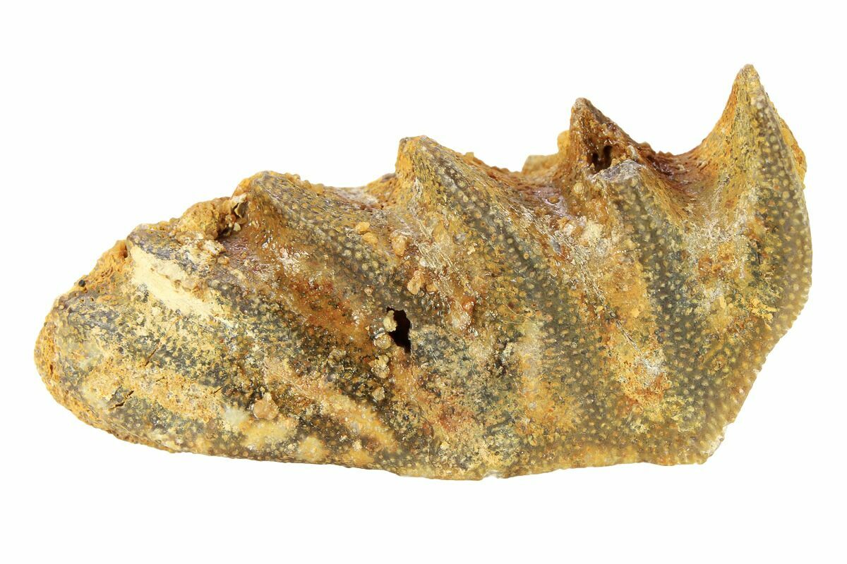 1" Cretaceous Lungfish (Ceratodus) Tooth Plate - Morocco (#280605) For ...