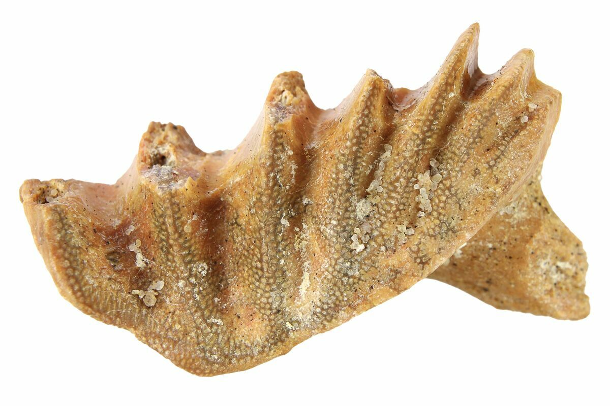 1" Cretaceous Lungfish (Ceratodus) Tooth Plate - Morocco (#280606) For ...