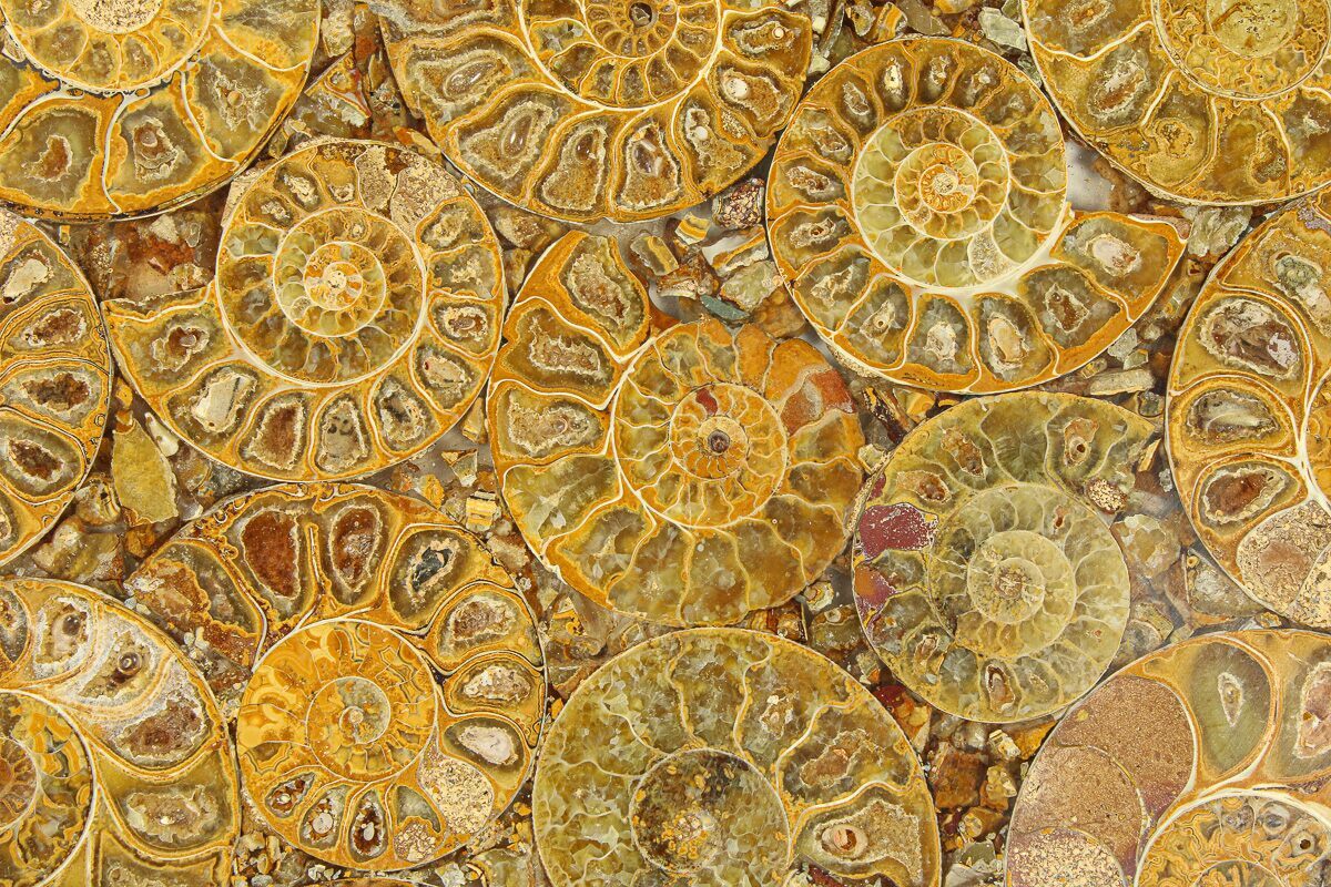 8" Composite Plate Of Agatized Ammonite Fossils (#280962) For Sale ...