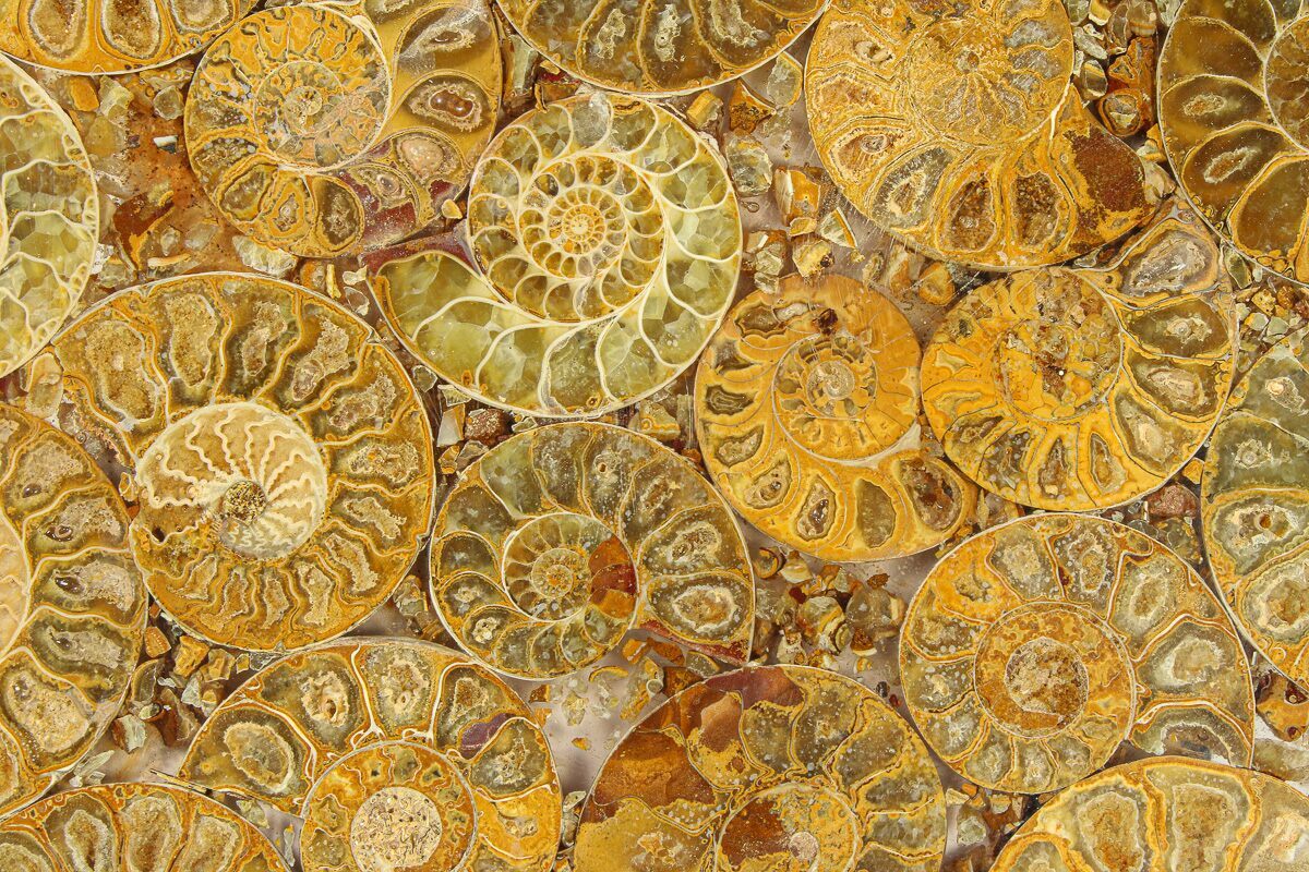 8" Composite Plate Of Agatized Ammonite Fossils (#280983) For Sale ...