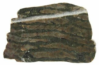 7.1" Polished Stromatolite (Collenia) Slab - Minnesota (#130660) For ...