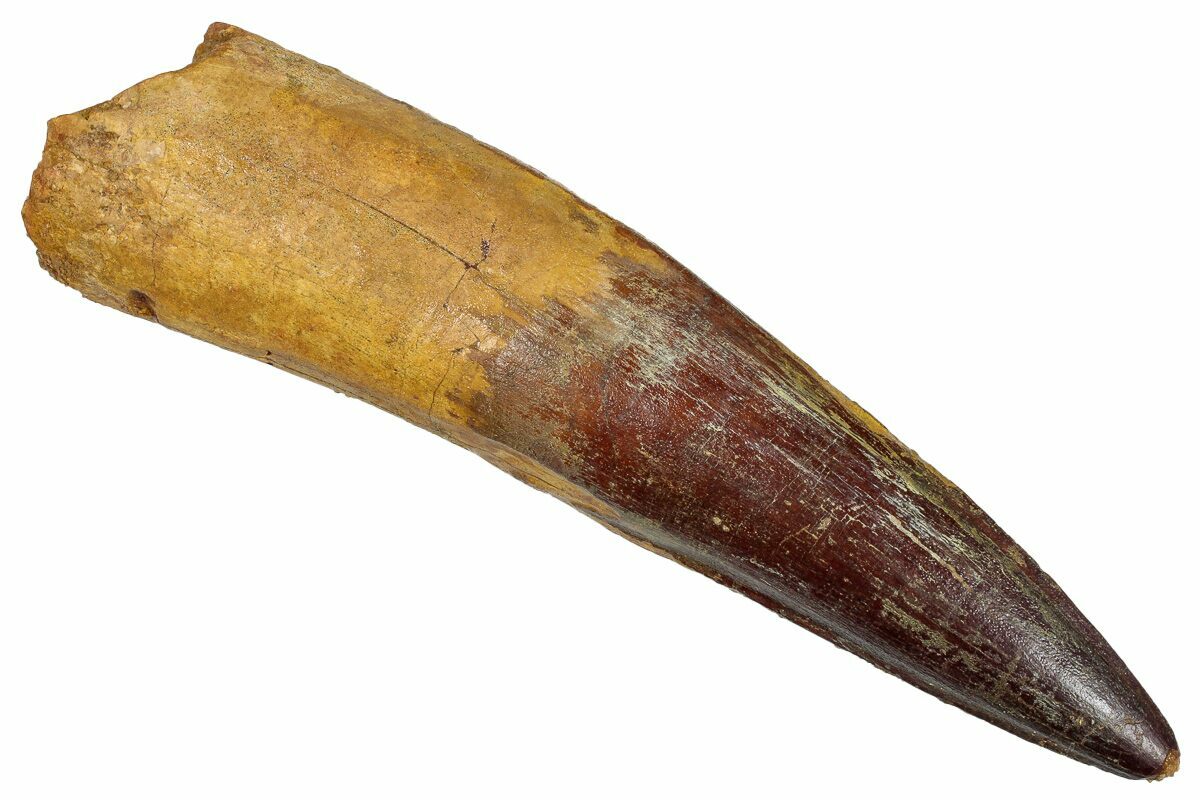 5.51" Fossil Spinosaurus Tooth - Incredible Beast Of A Tooth (#281114 ...