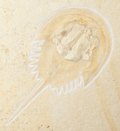 7.1" Horseshoe Crab (Mesolimulus walchi) - Solnhofen (#15621) For Sale ...