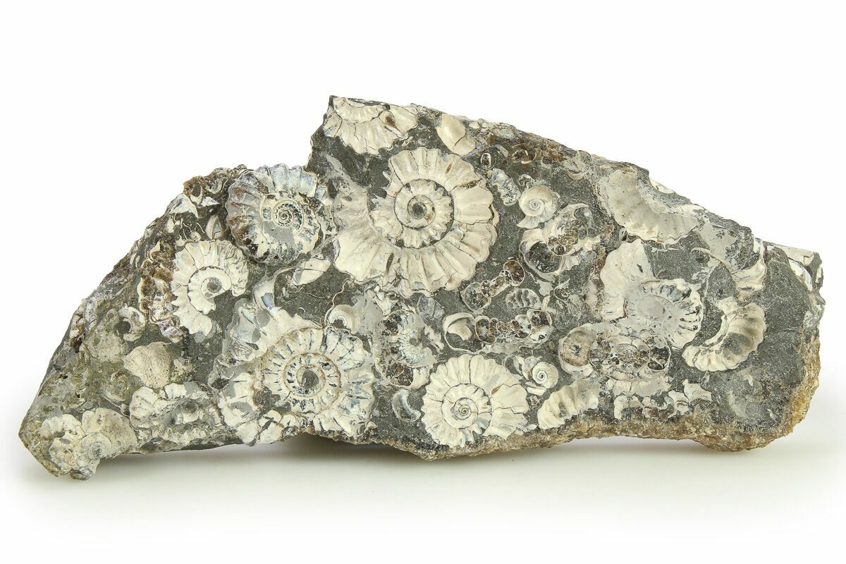 3.7" Ammonite (Promicroceras) Cluster - Marston Magna, England (#282010 ...