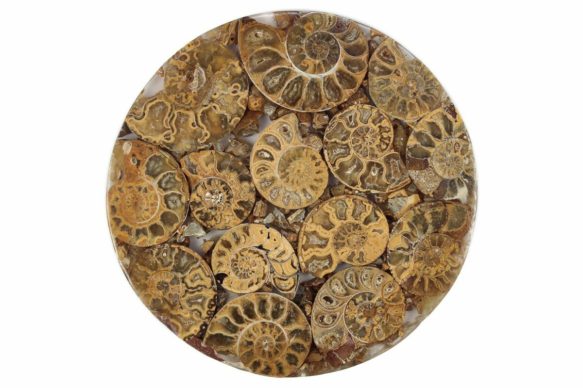 4.5" Composite Plate Of Agatized Ammonite Fossils (#281934) For Sale ...