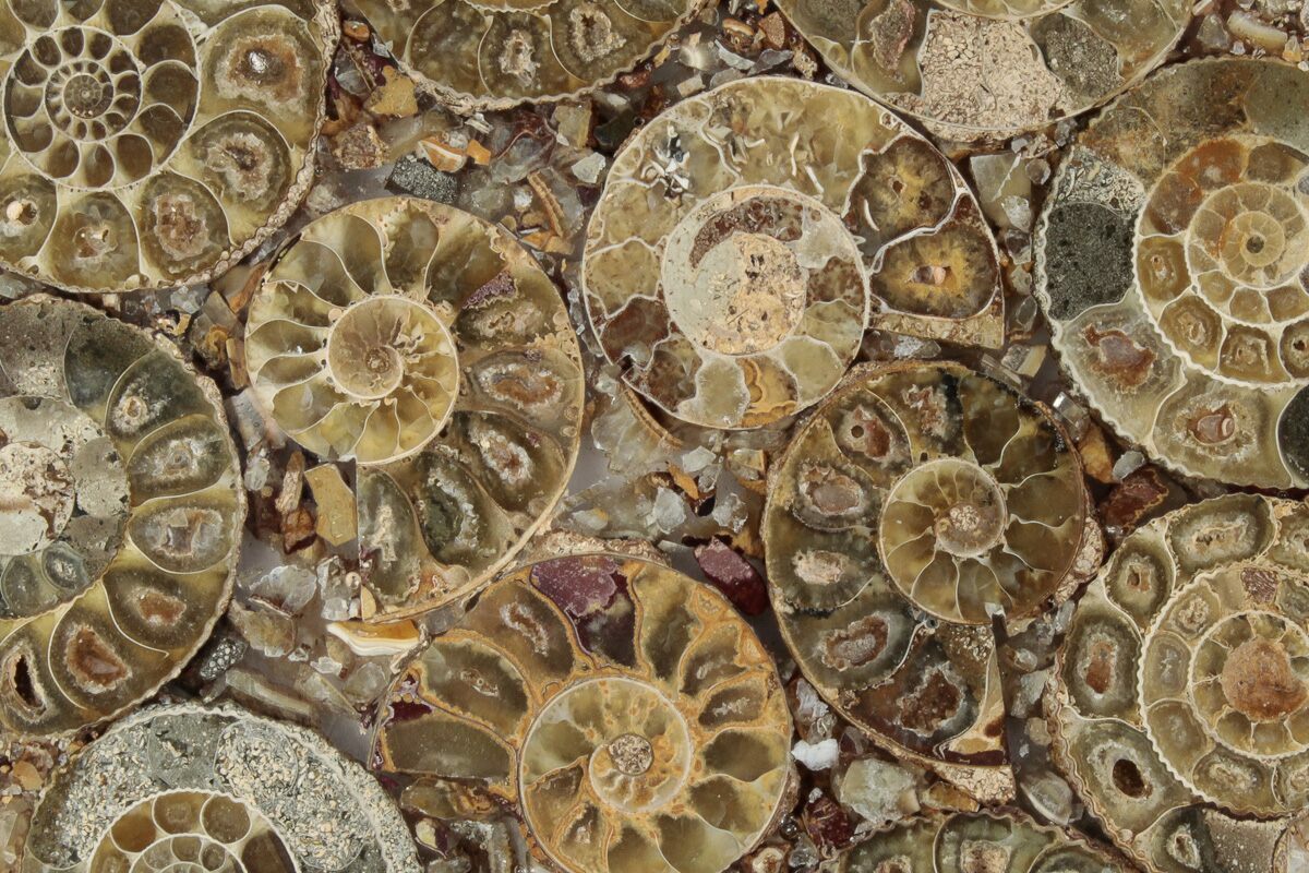 4.5" Composite Plate Of Agatized Ammonite Fossils (#281935) For Sale ...