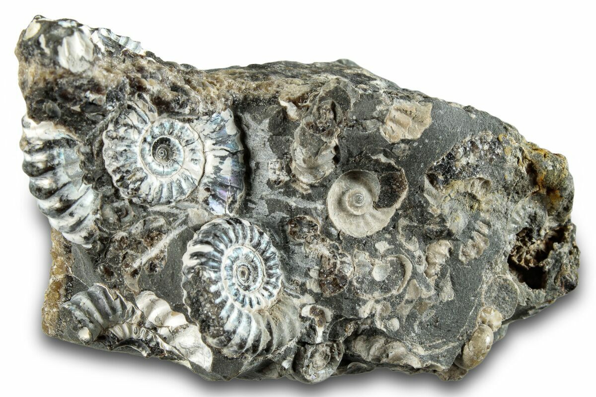 2.1" Ammonite (Promicroceras) Cluster - Marston Magna, England (#282054 ...