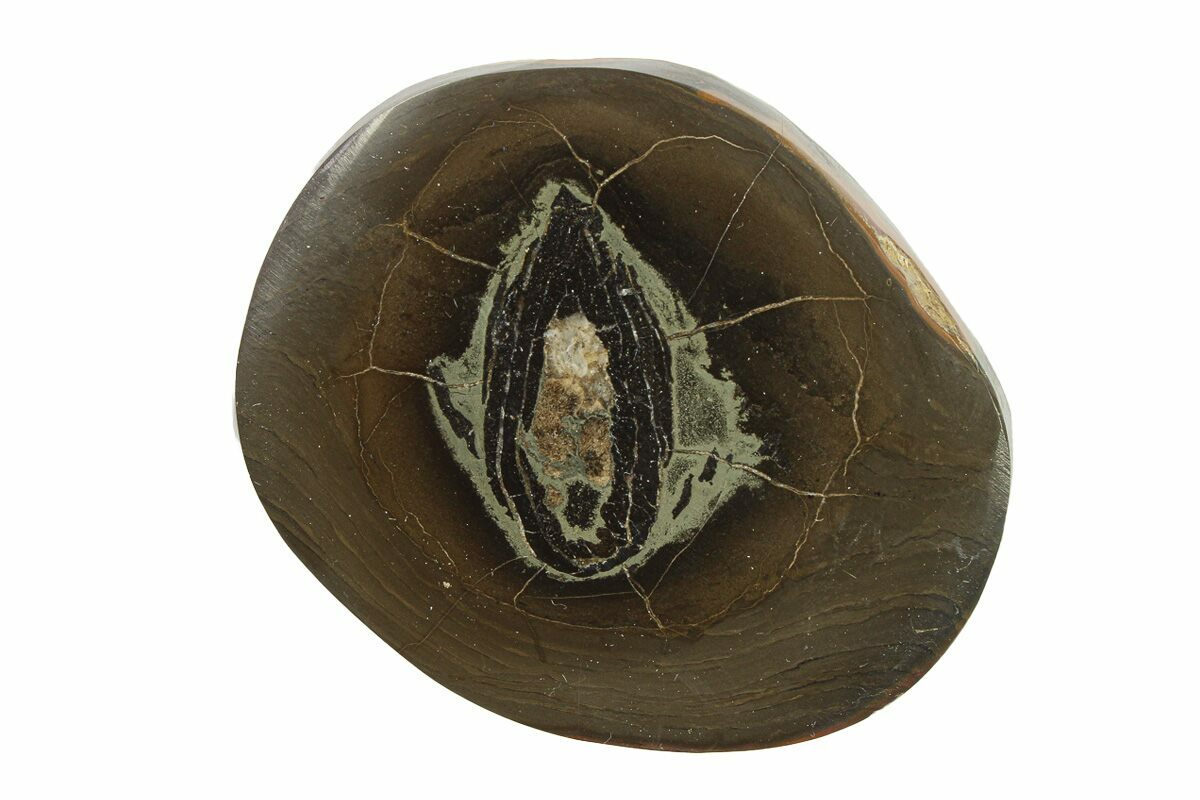 3" Polished Fish Coprolite (Fossil Poo) Nodule Half - Scotland (#282280 ...