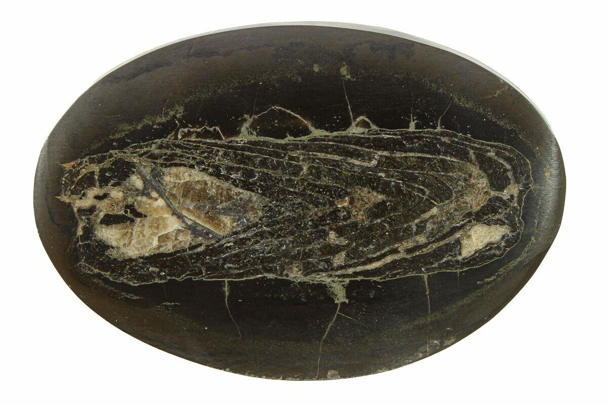 2.5" Polished Fish Coprolite (Fossil Poo) Nodule Half - Scotland ...