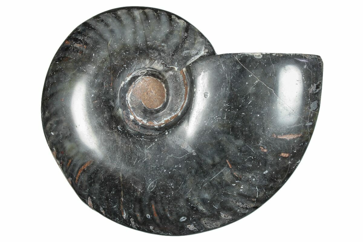 2.55" Polished Ammonite (Cleoniceras) Fossil - Unique Black Color ...