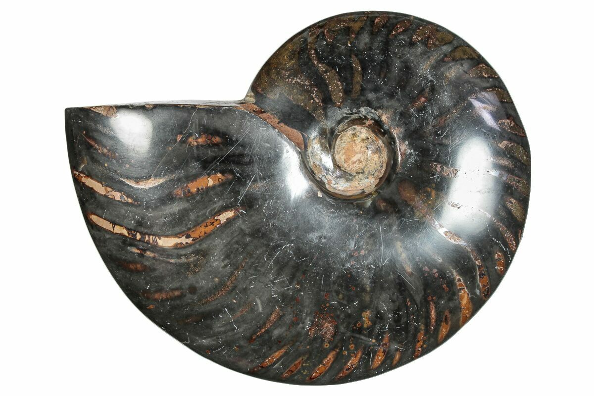 2.55" Polished Ammonite (Cleoniceras) Fossil - Unique Black Color ...