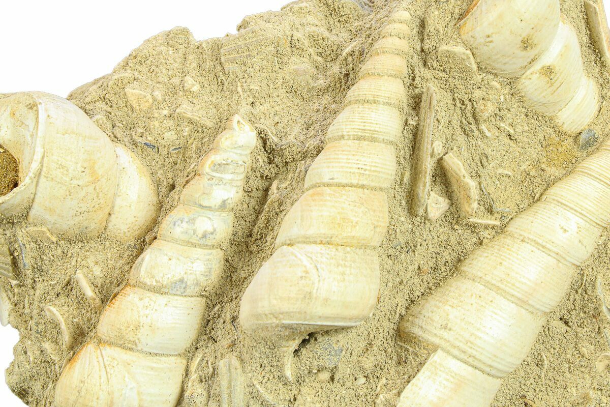 4.9" Fossil Gastropod (Haustator) Cluster - Damery, France (#282681 ...