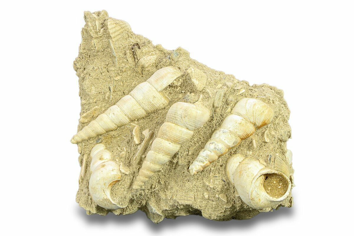 4.9" Fossil Gastropod (Haustator) Cluster - Damery, France (#282681 ...