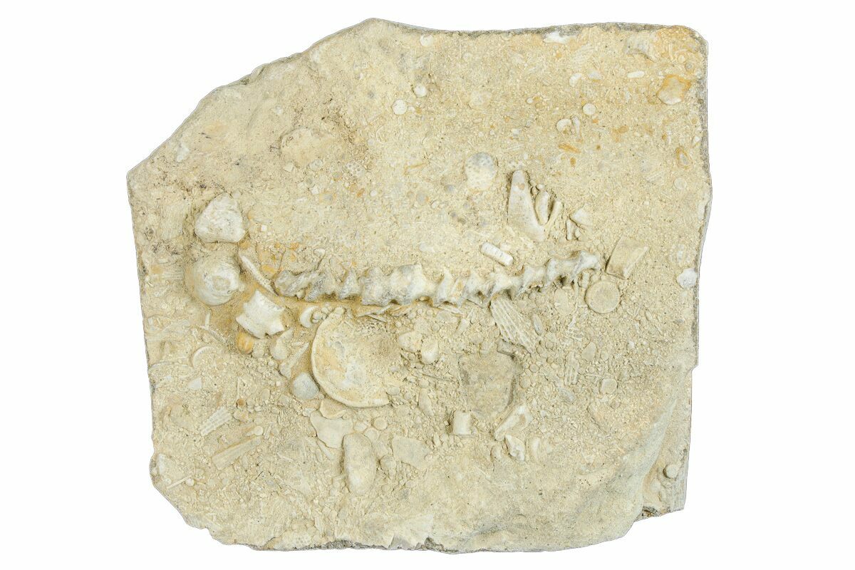 1.45" Archimedes Screw Bryozoan Fossil - Illinois (#282696) For Sale ...