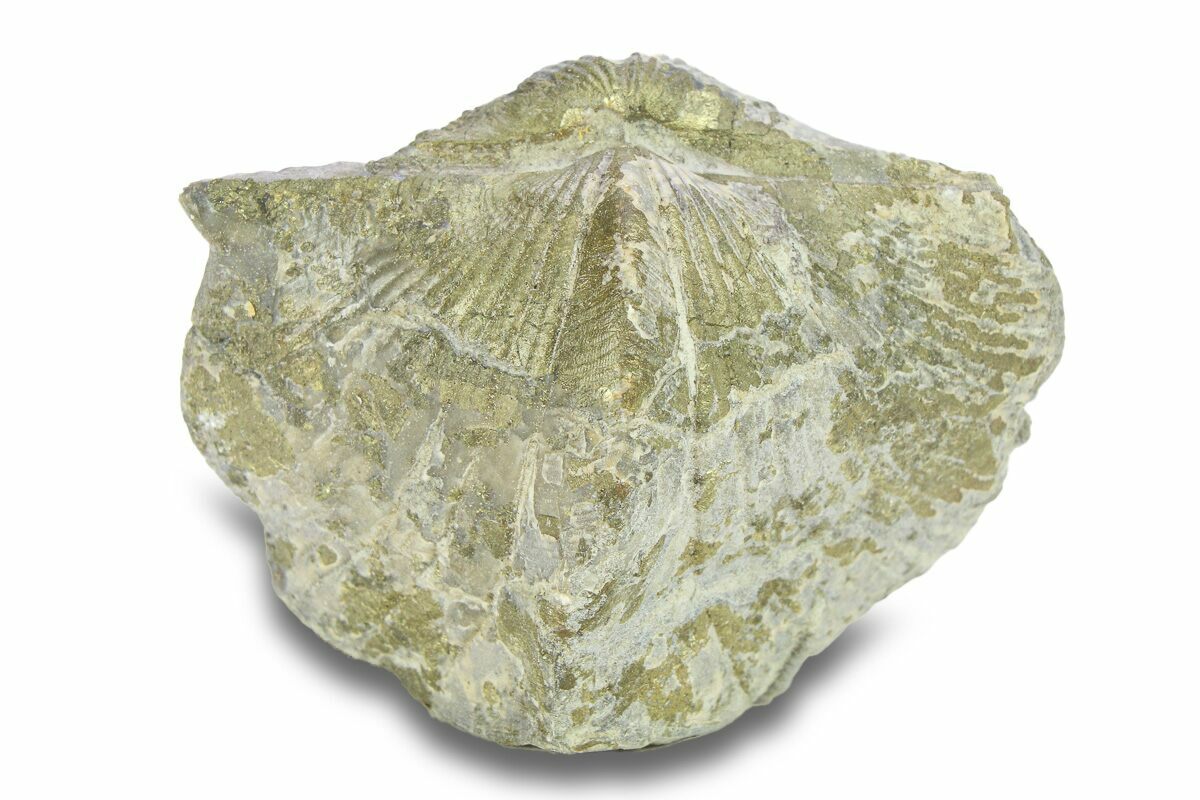 1.85" Pyrite-Replaced Brachiopod (Paraspirifer) Fossil - Ohio (#282913 ...