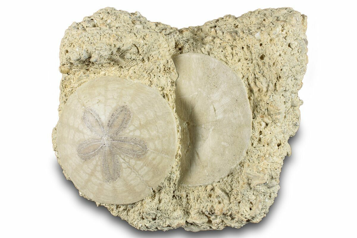 Two Fossil Sand Dollars - France (#282926) For Sale - FossilEra.com