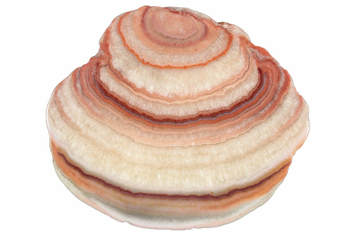 3.05" Polished Potato Agate Slice - England (#283096) For Sale ...