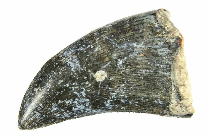 .86" Serrated Megalosaurid Dinosaur (Afrovenator) Tooth - Niger ...