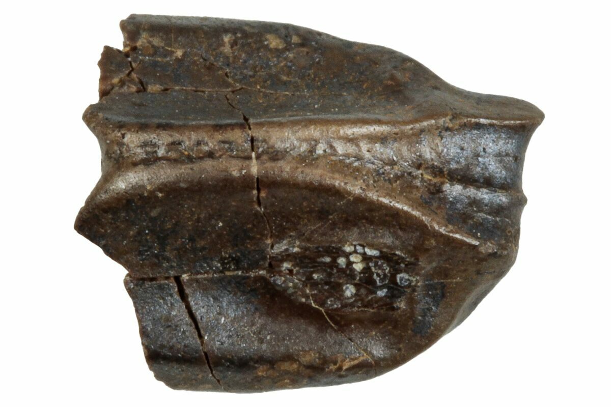 .31" Fossil Hadrosaur (Edmontosaurus) Shed Tooth - Wyoming (#284176 ...