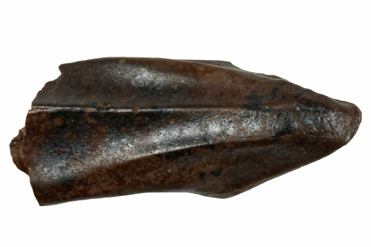 .42" Fossil Hadrosaur (Edmontosaurus) Tooth - Wyoming (#284187) For ...