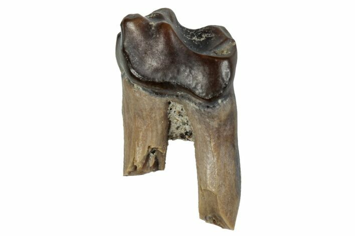 .31" Cretaceous Fossil Mammal Tooth - Montana (#284483) For Sale ...
