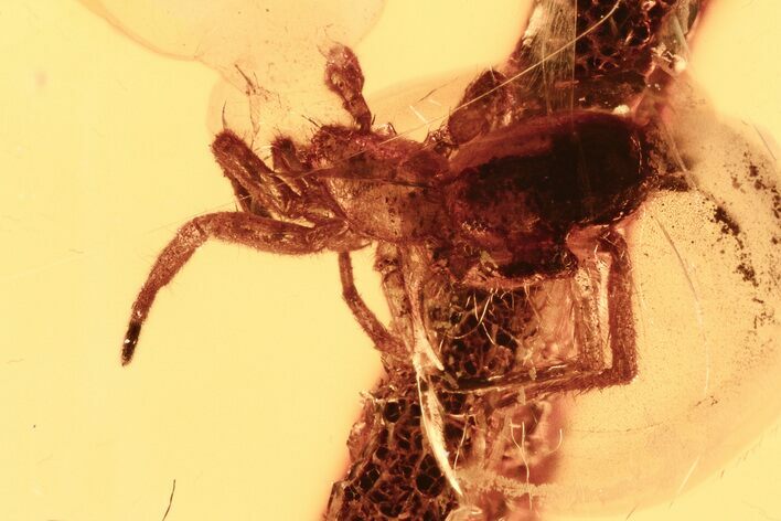Fossil Spider, Ant, and Twig with Partial Leaf In Baltic Amber (#284598 ...