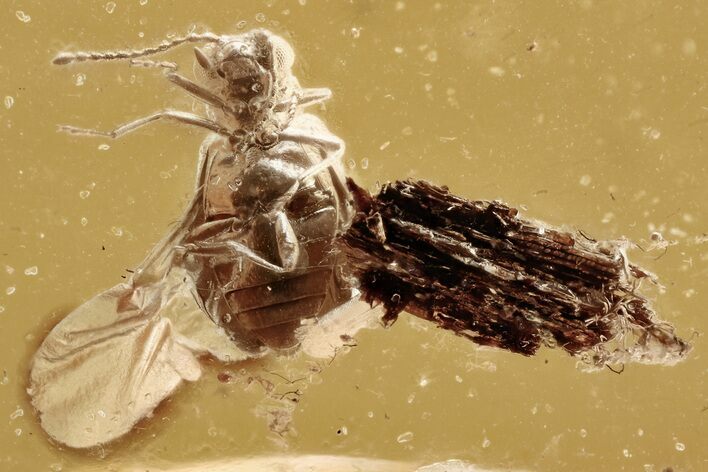 Fossil Ant-Like Leaf Beetle (Aderidae) in Baltic Amber (#284678) For ...