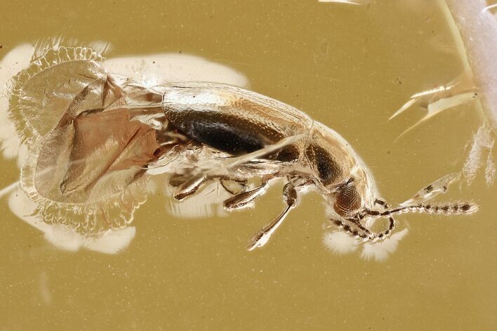 Fossil Ant-Like Stone Beetle (Eutheia) in Baltic Amber (#284696) For ...